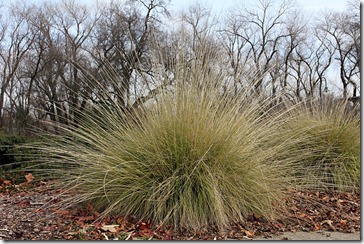 Deer grass (Muhlenbergia rigens)